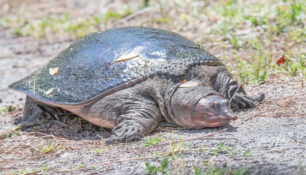 Florida Softshell Turtle from Tiger Bay State Forest, Daytona Beach, FL ...