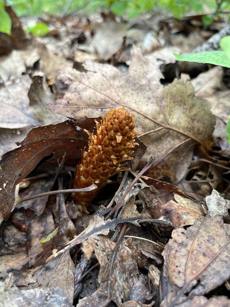 American cancer-root in May 2025 by awolff2 · iNaturalist