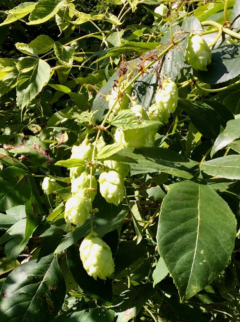 common hops from NW 114th St, Clive, IA, US on September 1, 2019 at 10: ...
