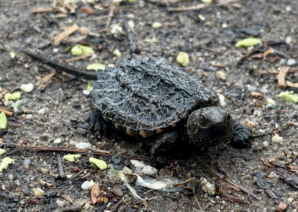 Common Snapping Turtle from Dyke Marsh Wildlife Habitat, Alexandria, VA ...