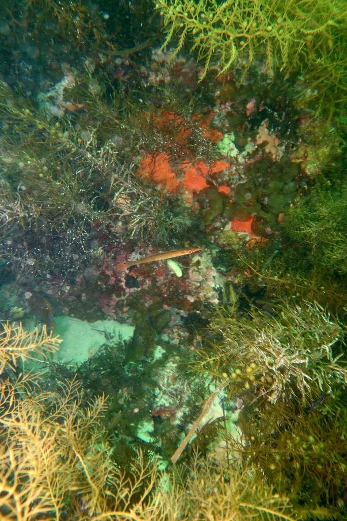 Pencil Weed Whiting from Second Valley jetty on April 26, 2025 at 11:26 ...
