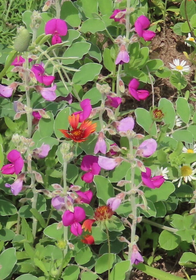 Hoary Pea from Kleberg County, TX, USA on April 22, 2025 at 11:38 AM by ...