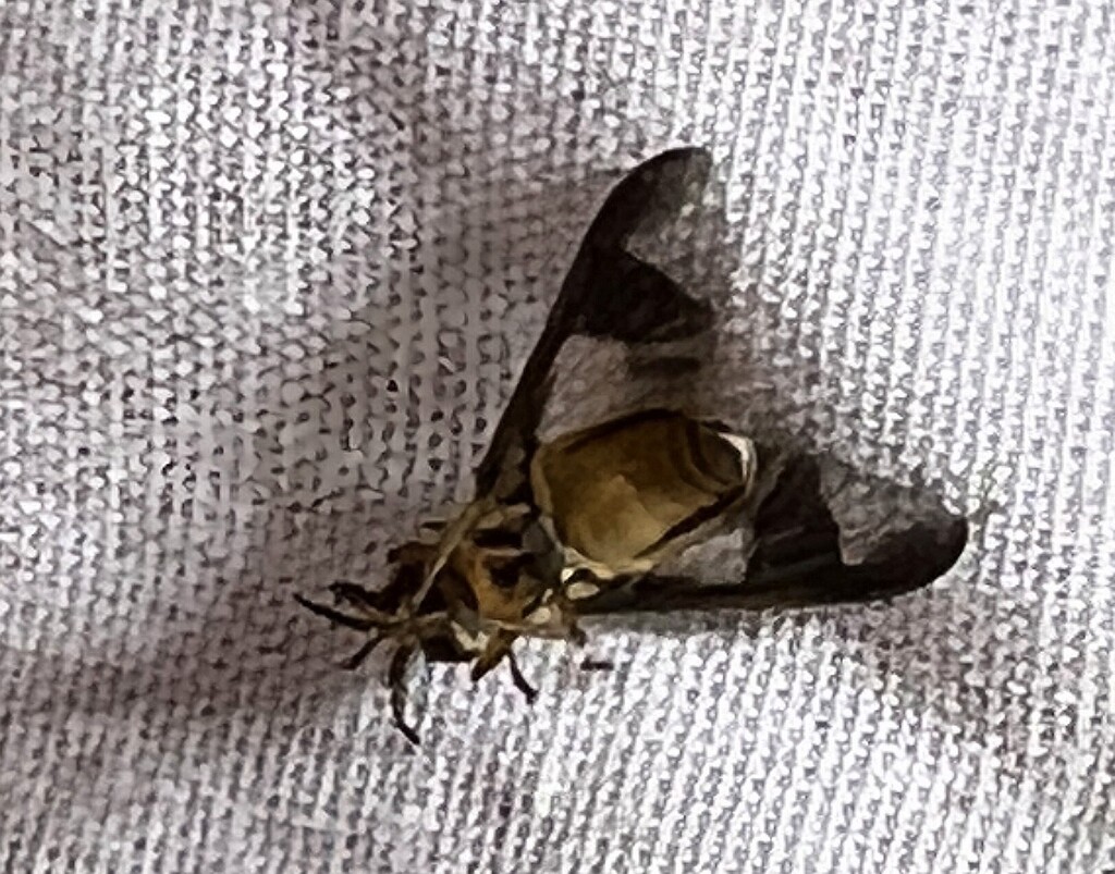 Striped Deer Fly from Rockdale County, GA, USA on April 28, 2025 by ...