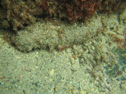 Pepino de mar arenero (Holothuria inornata)