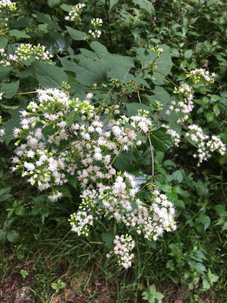 white snakeroot from Shenandoah National Park, Luray, VA, US on ...
