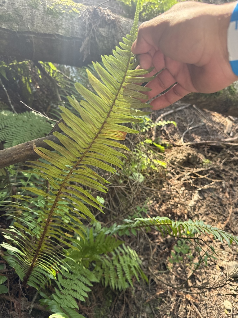western sword fern from Cal Poly Humboldt, Arcata, CA, US on May 04 ...