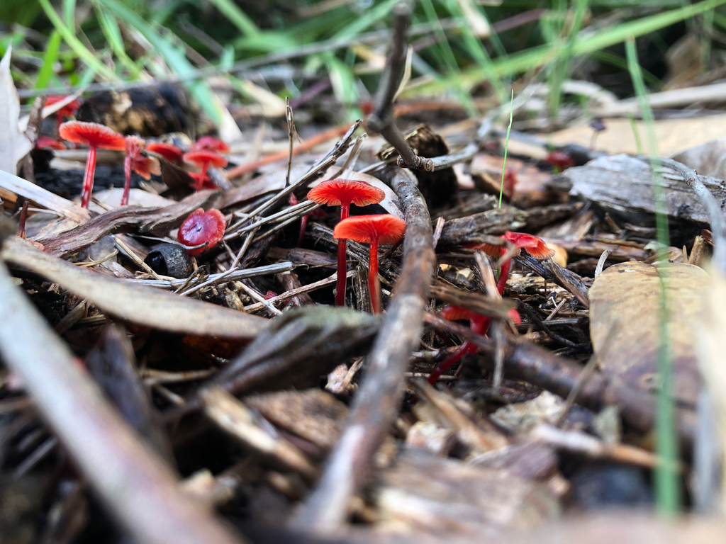 ruby bonnet from University Dr, Callaghan, NSW, AU on May 01, 2025 at ...