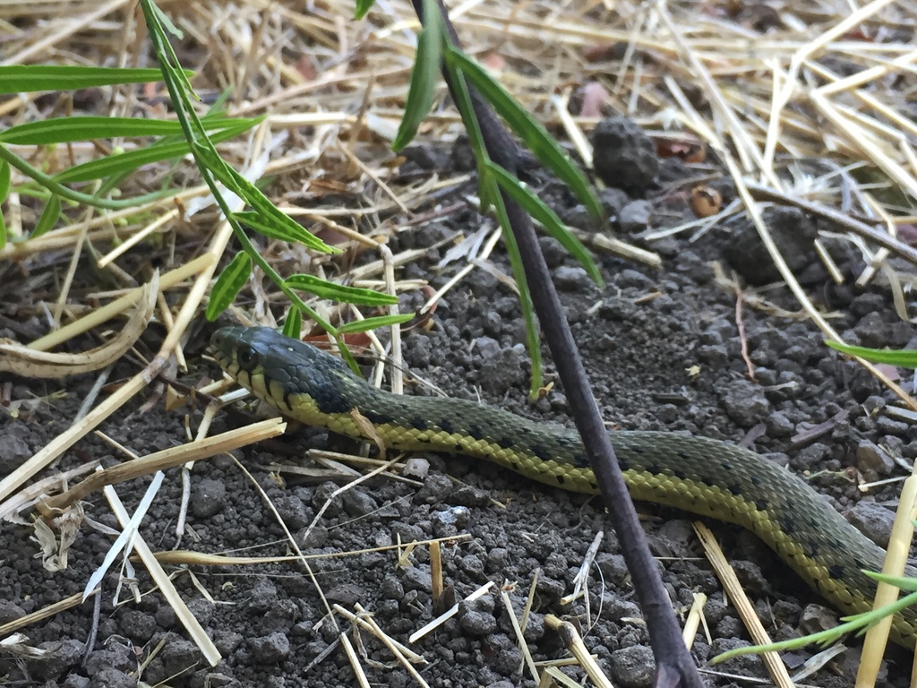 Two-striped Garter Snake in September 2019 by John Martin · iNaturalist