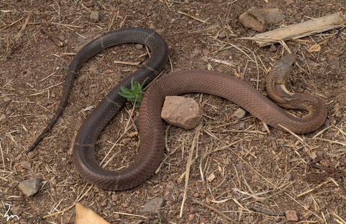Brown Banded Cobra (Naja fuxi) - Snakes and Lizards