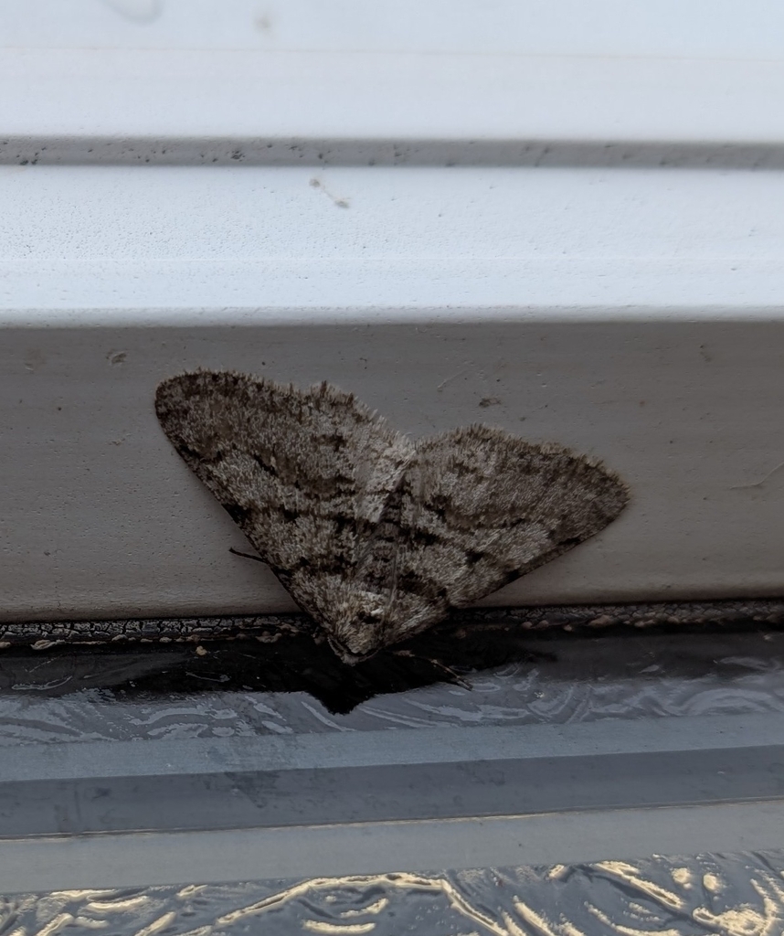 Half-wing Moth from 5WW4+6F, Sainte-Anne-du-Sault, QC G0Z 1C0, Canada ...
