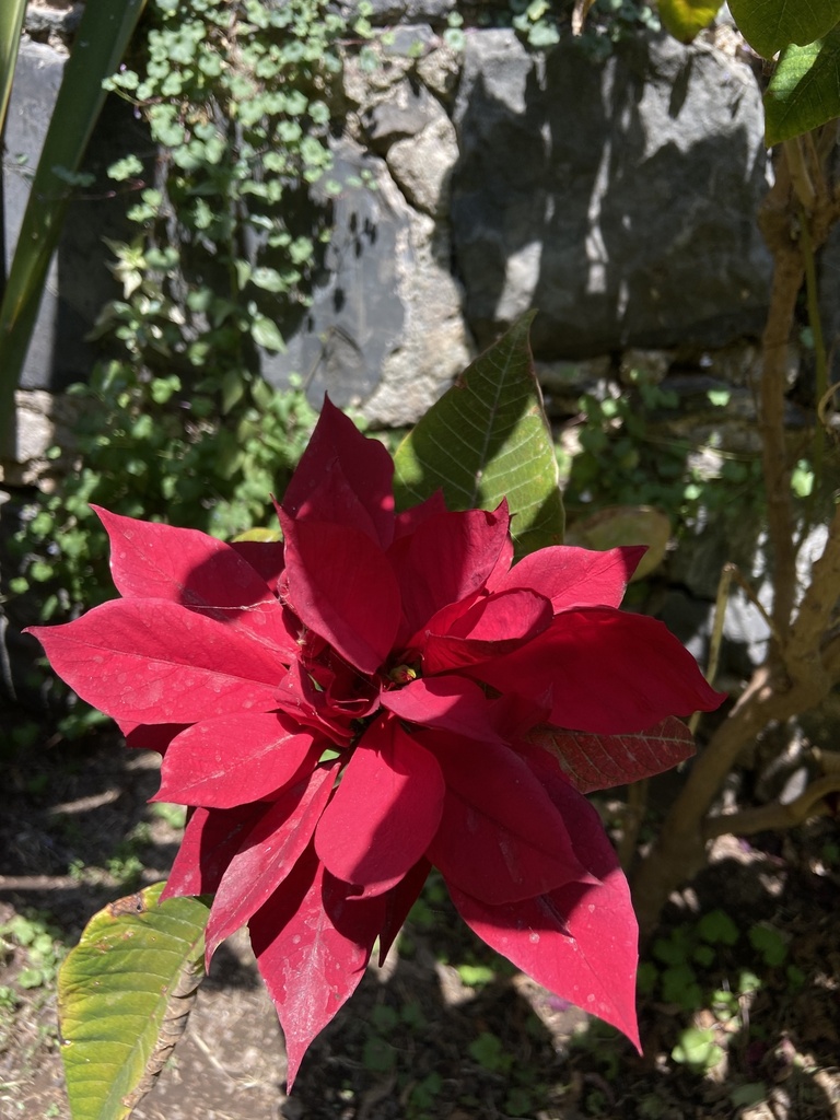 Poinsettia from Hacienda Santa Maria Regla, Huasca de Ocampo, Hgo., MX on April 19, 2025 at 01: ...