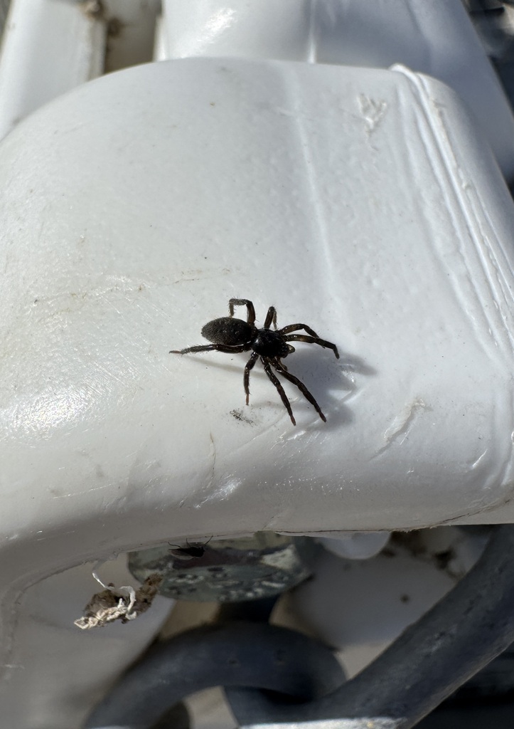 Spiders from Calgary, AB, Canada on April 26, 2025 at 04:14 PM by ...