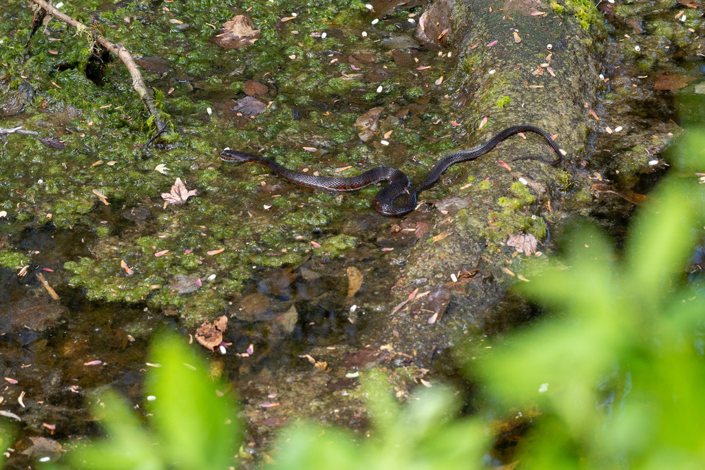 Common Watersnake in May 2025 by Riley Stanton · iNaturalist