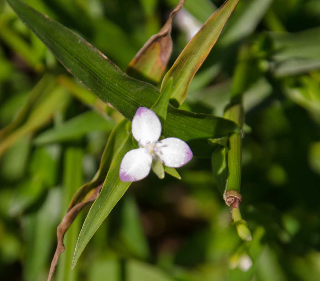 Spiderwort Plant Invasive