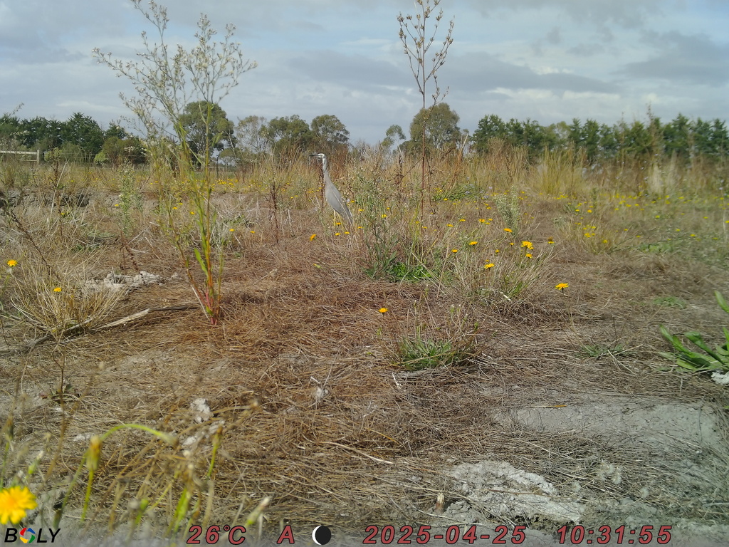 White-faced Heron from Bayles VIC 3981, Australia on April 25, 2025 at ...