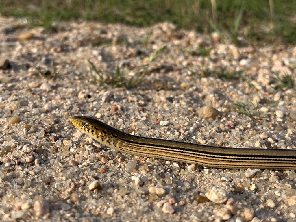 Western Slender Glass Lizard in April 2025 by michaelkalisek · iNaturalist