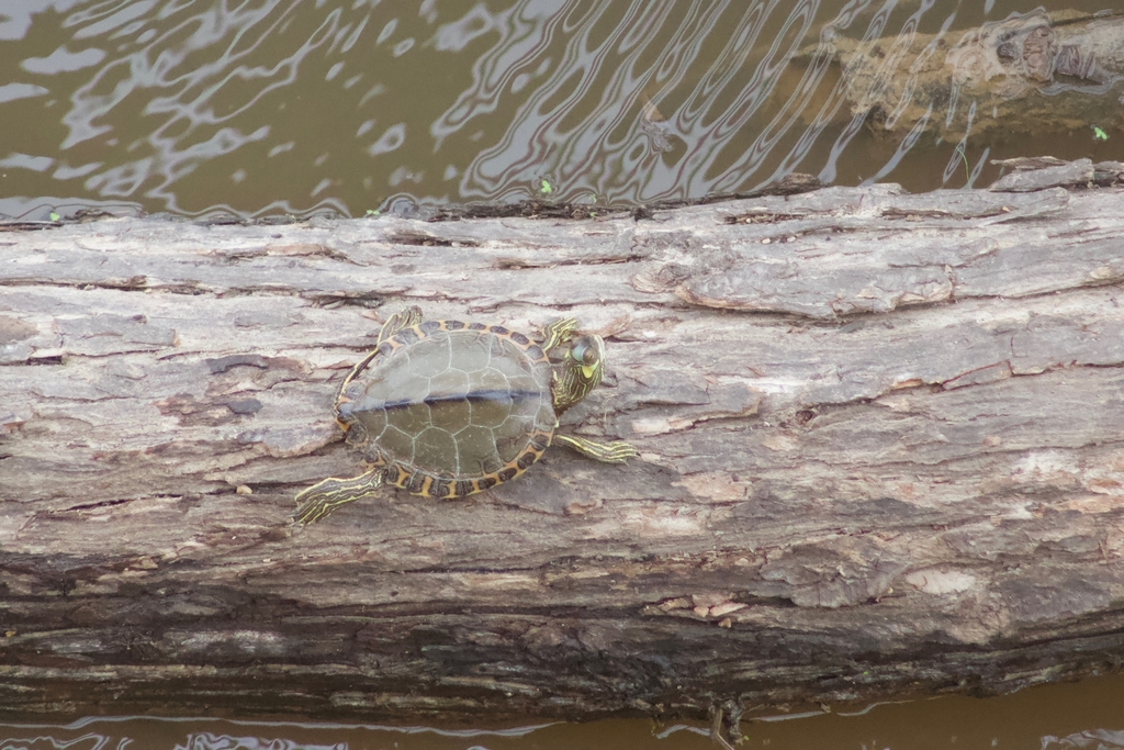 Pascagoula Map Turtle in September 2019 by evangrimes · iNaturalist
