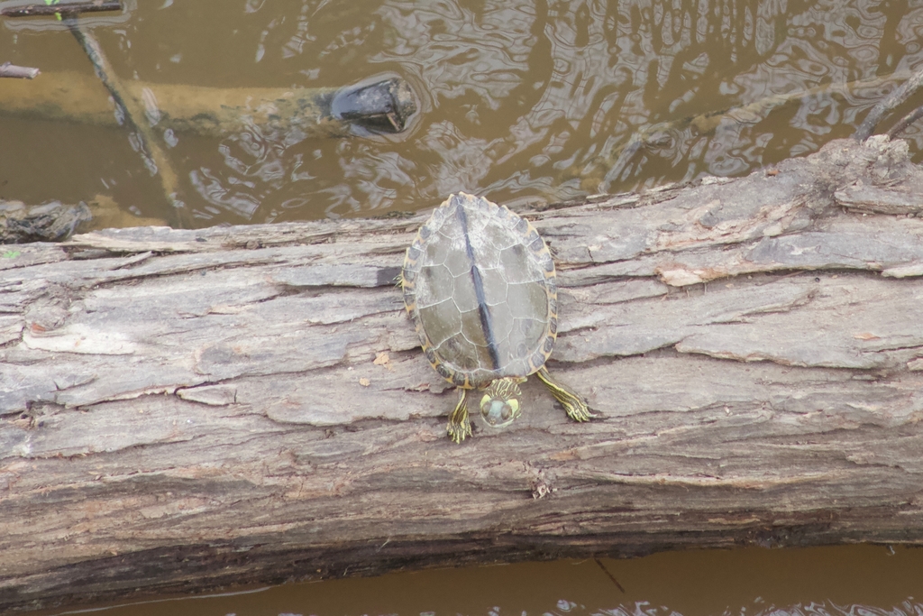 Pascagoula Map Turtle in September 2019 by evangrimes · iNaturalist