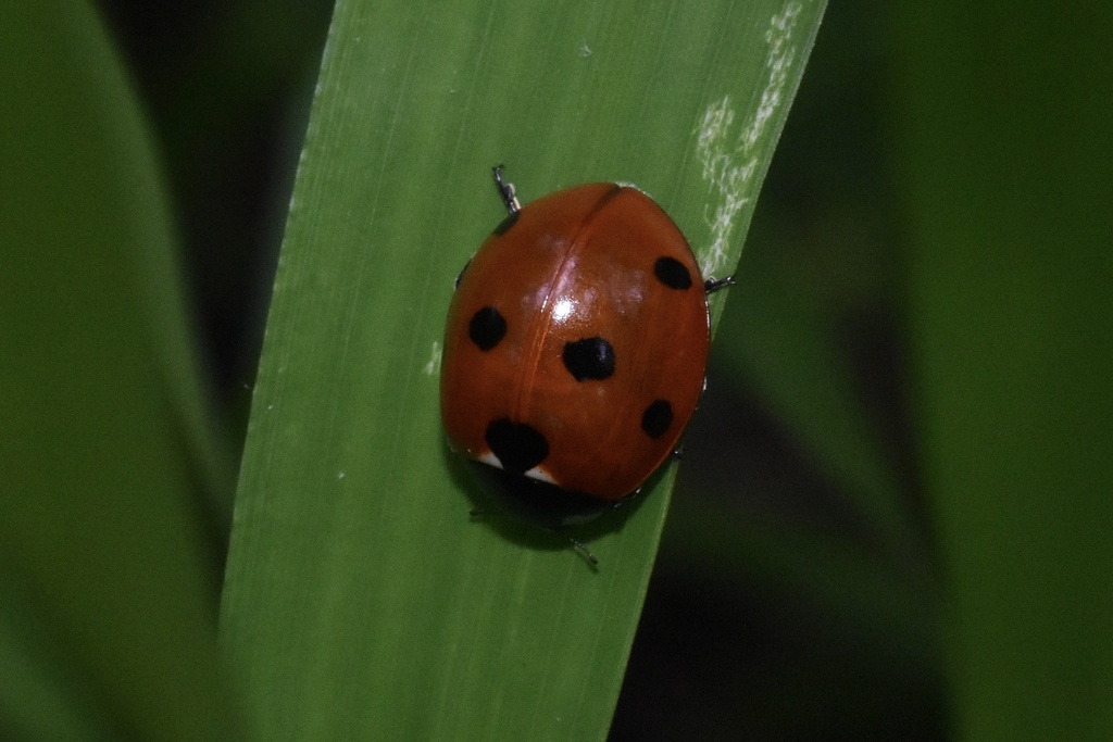 Seven-spotted Lady Beetle in May 2025 by northerly · iNaturalist