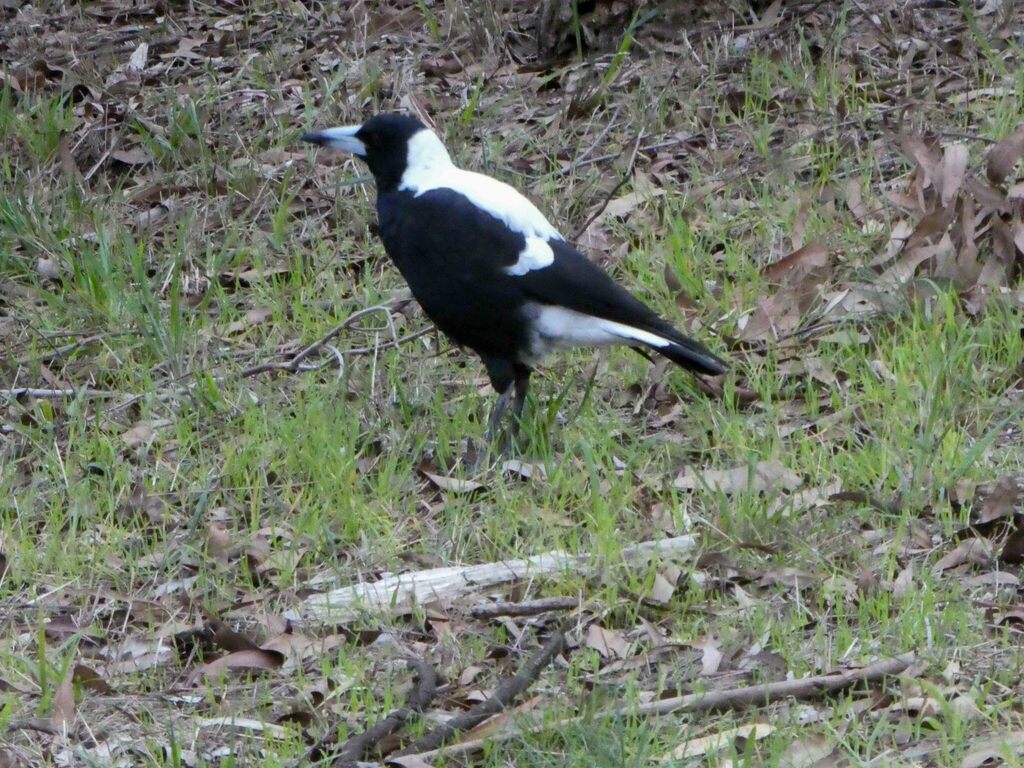Southeastern White-backed Magpie from Blackburn Lake Sanctuary VIC 3130 ...