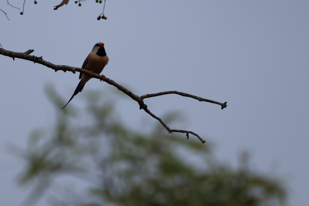 Long-tailed Finch from Timor, Timor-Leste, TL on May 4, 2025 at 04:45 ...