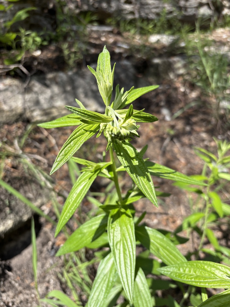 American gromwell in May 2025 by Jack Looney · iNaturalist