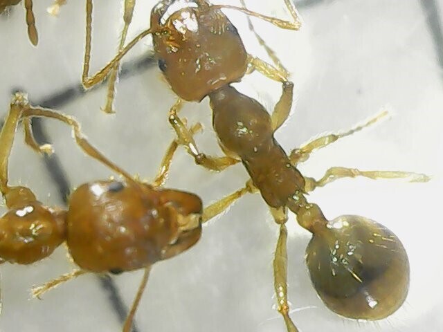 Aphaenogaster pythia in May 2025 by secretflyonthewall · iNaturalist