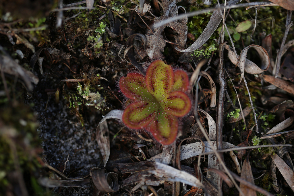 Red Ink Sundew from Broke WA 6398, Australia on May 04, 2025 at 01:53 ...