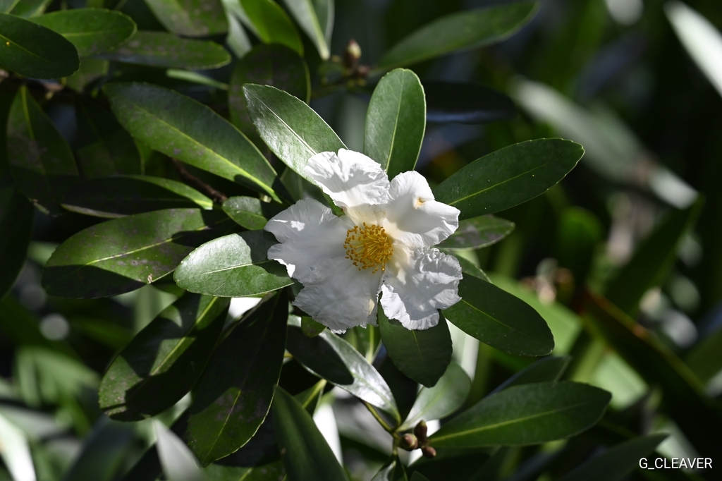 Fried egg plant from Killara NSW 2071, Australia on May 5, 2025 at 01: ...