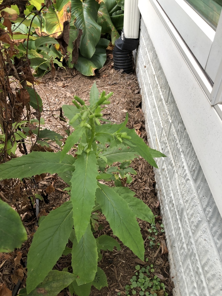 American burnweed from Merrimac Dr, Mc Lean, VA, US on September 1 ...
