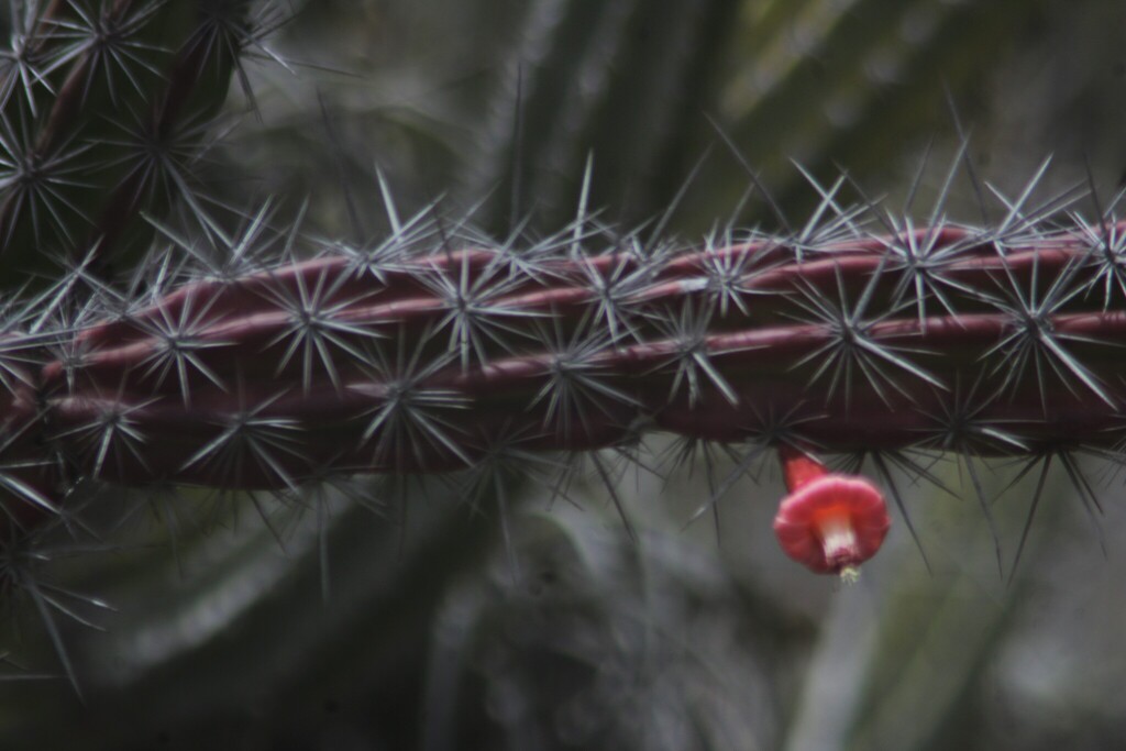 Octopus Cactus in April 2025 by Álvaro Corral Quintanar · iNaturalist