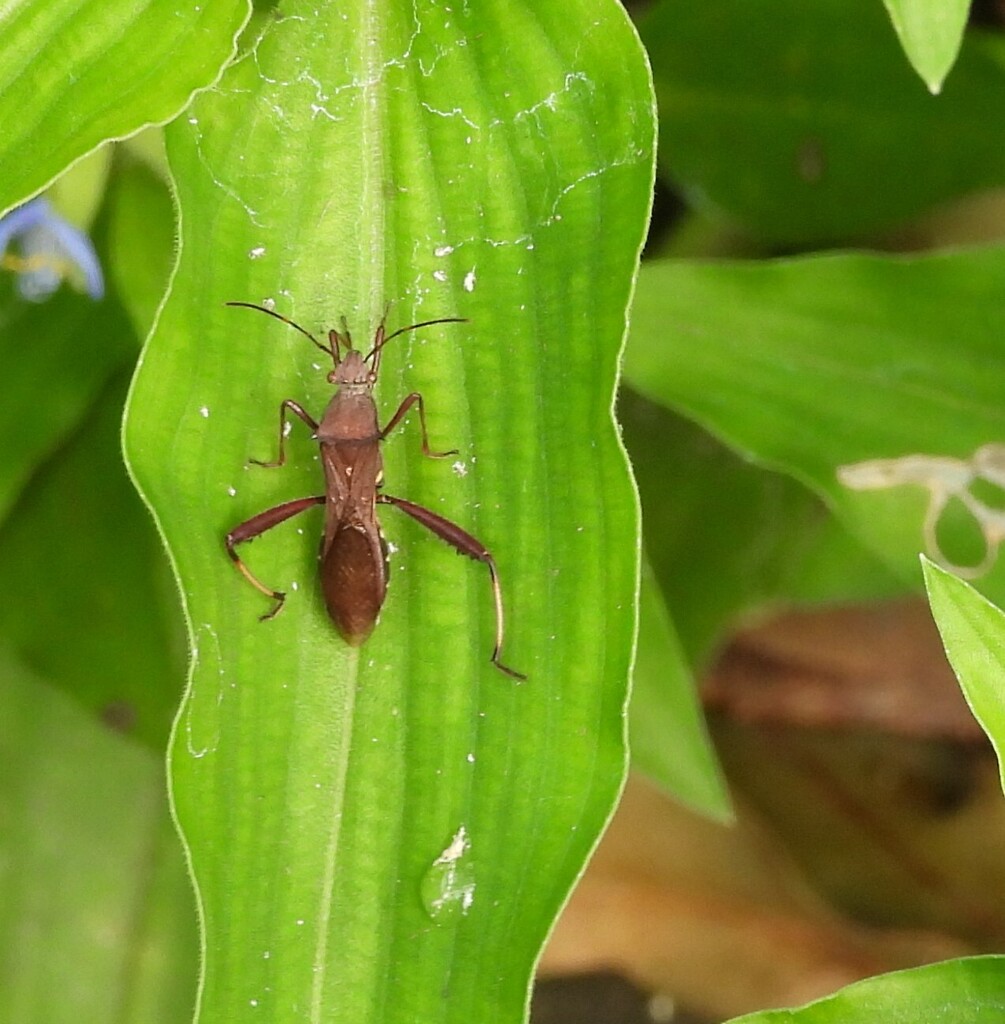 Riptortus from Brisbane QLD, Australia on May 5, 2025 at 12:20 PM by ...