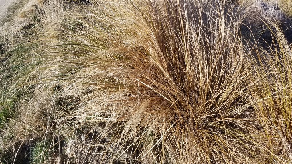 Chionochloa rigida rigida from Central Otago, NZ-OT, NZ on September 01 ...