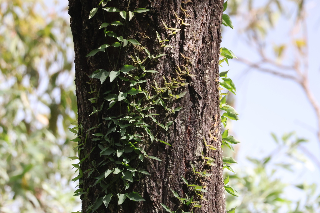 Catclaw vine from Boompa QLD 4621, Australia on May 4, 2025 at 10:54 AM ...