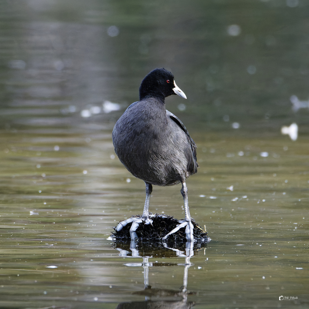 Australasian Coot from Melbourne VIC, Australia on May 5, 2025 at 10:35 ...