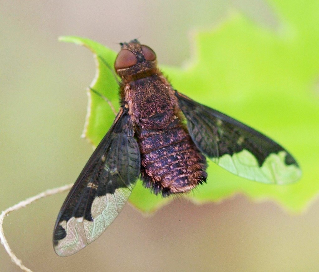Sinuous Bee Fly from Dripping Springs, TX, USA on September 24, 2016 at ...