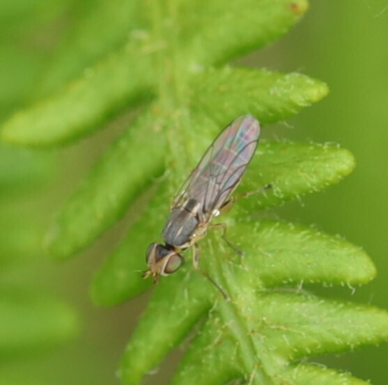Meromyza from 09200 Montjoie-en-Couserans, France on May 1, 2025 at 02: ...