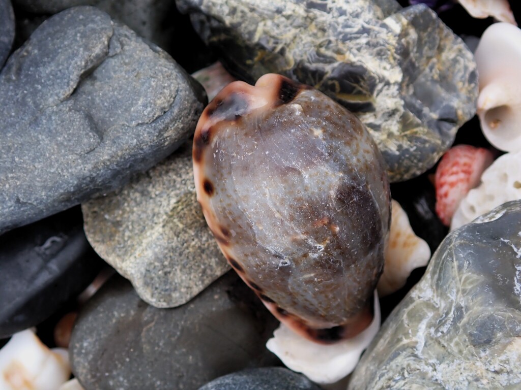 yellow-toothed cowrie from Woolgoolga NSW 2456, Australia on May 2 ...