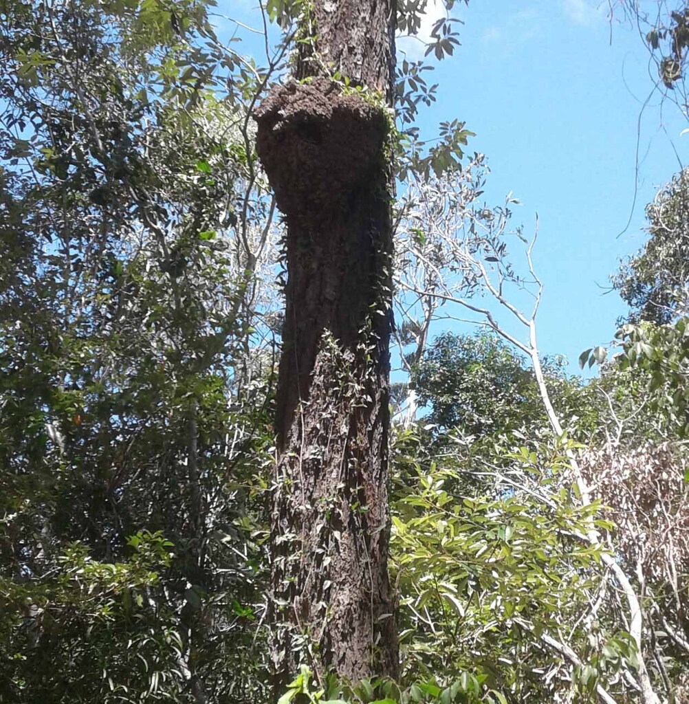 Catclaw vine from Boompa QLD 4621, Australia on March 1, 2018 at 11:29 ...