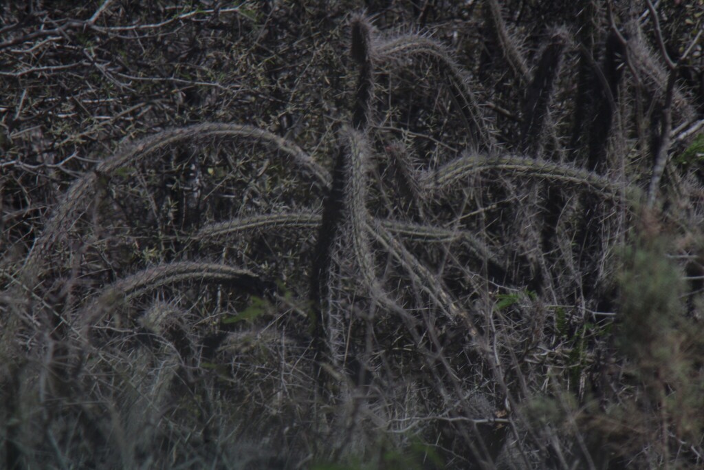 Octopus Cactus in April 2025 by Álvaro Corral Quintanar · iNaturalist