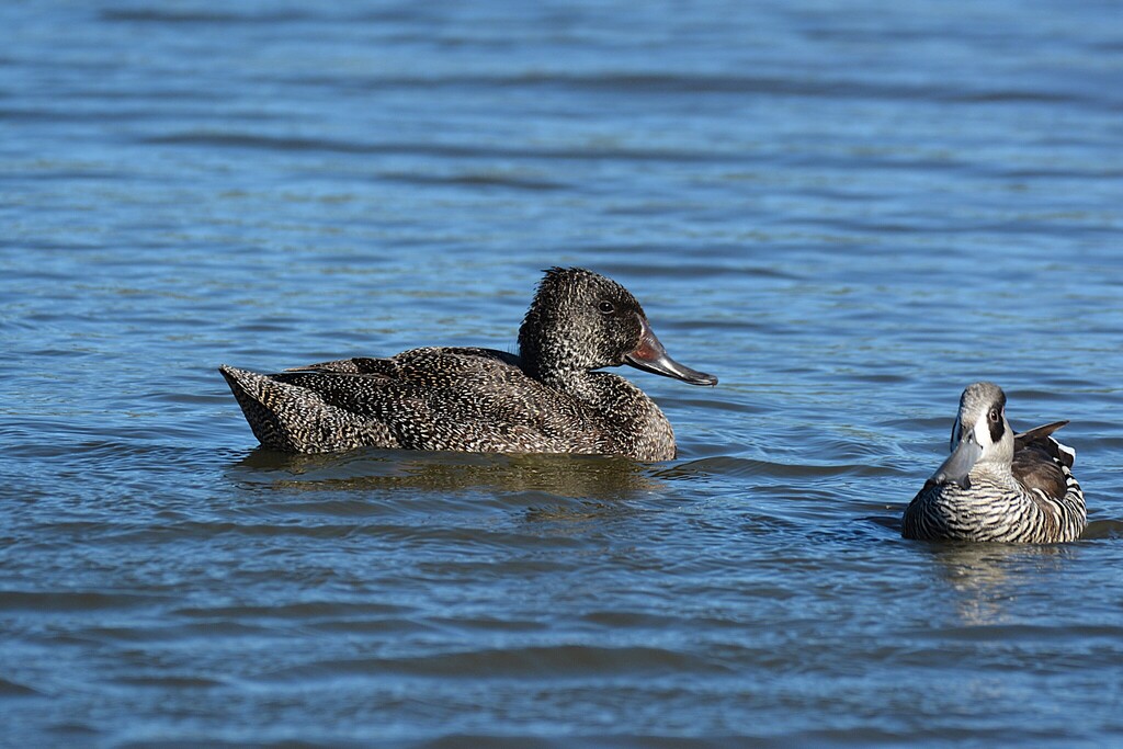 Freckled Duck from Melbourne VIC, Australia on May 5, 2025 at 01:05 PM ...