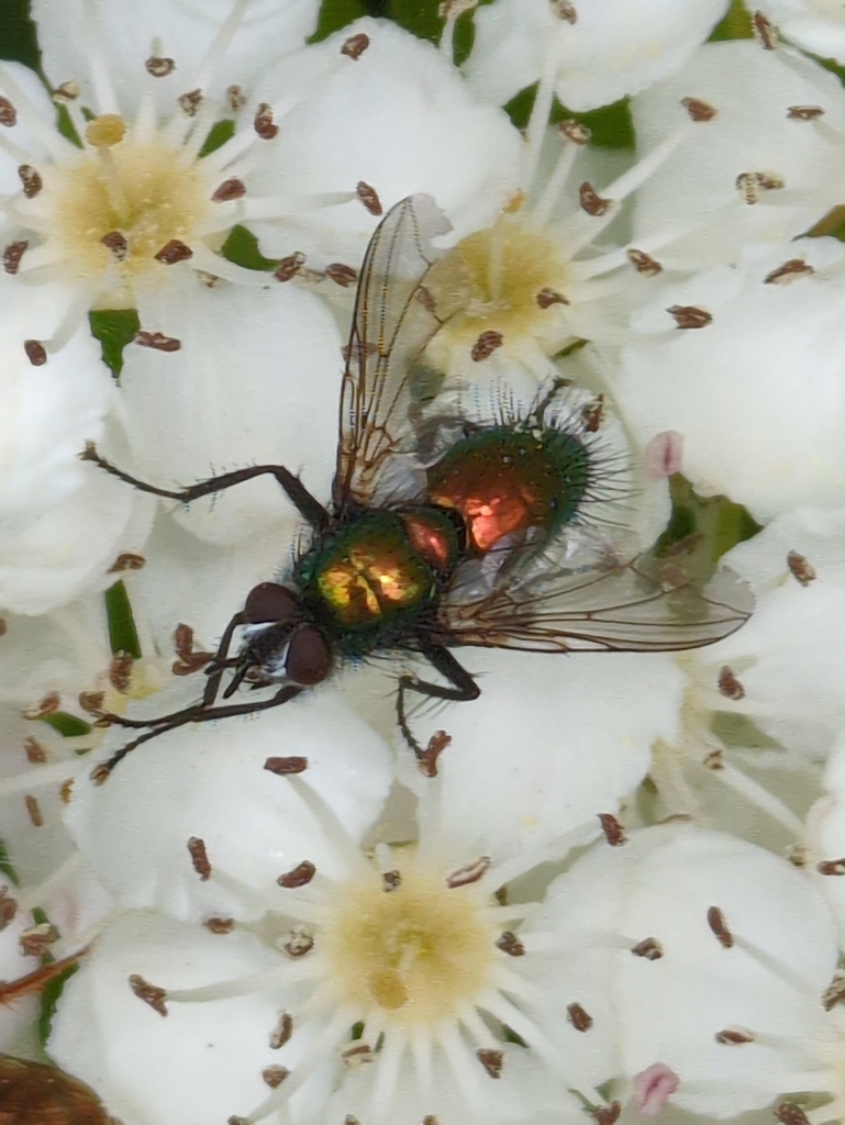 Gymnocheta viridis from York YO30 5RA, UK on May 5, 2025 at 10:46 AM by ...