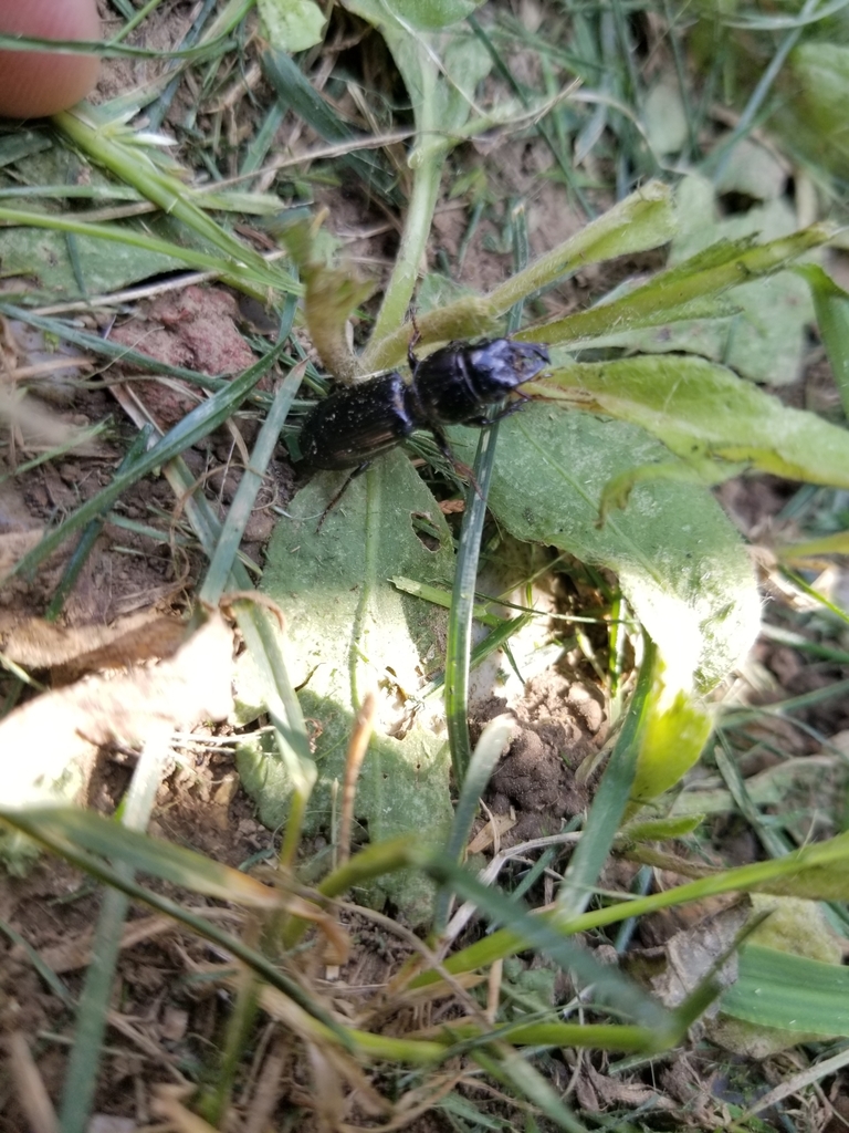 Big-headed Ground Beetle from Northwest Omaha, Omaha, NE, USA on ...