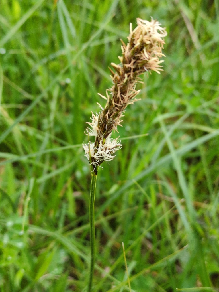 true sedges from Rawcliffe, York YO30 5SF, UK on 05 May, 2025 at 11:09 ...