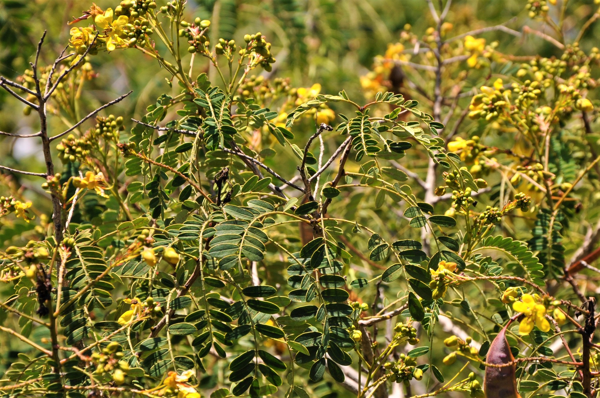 Senna polyantha (Collad.) H.S.Irwin & Barneby