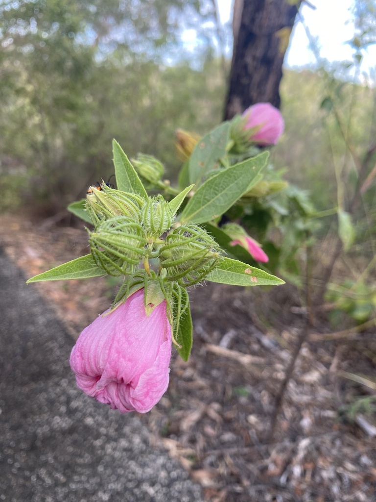Furcaria from Litchfield Park NT 0822, Australia on April 12, 2025 at ...