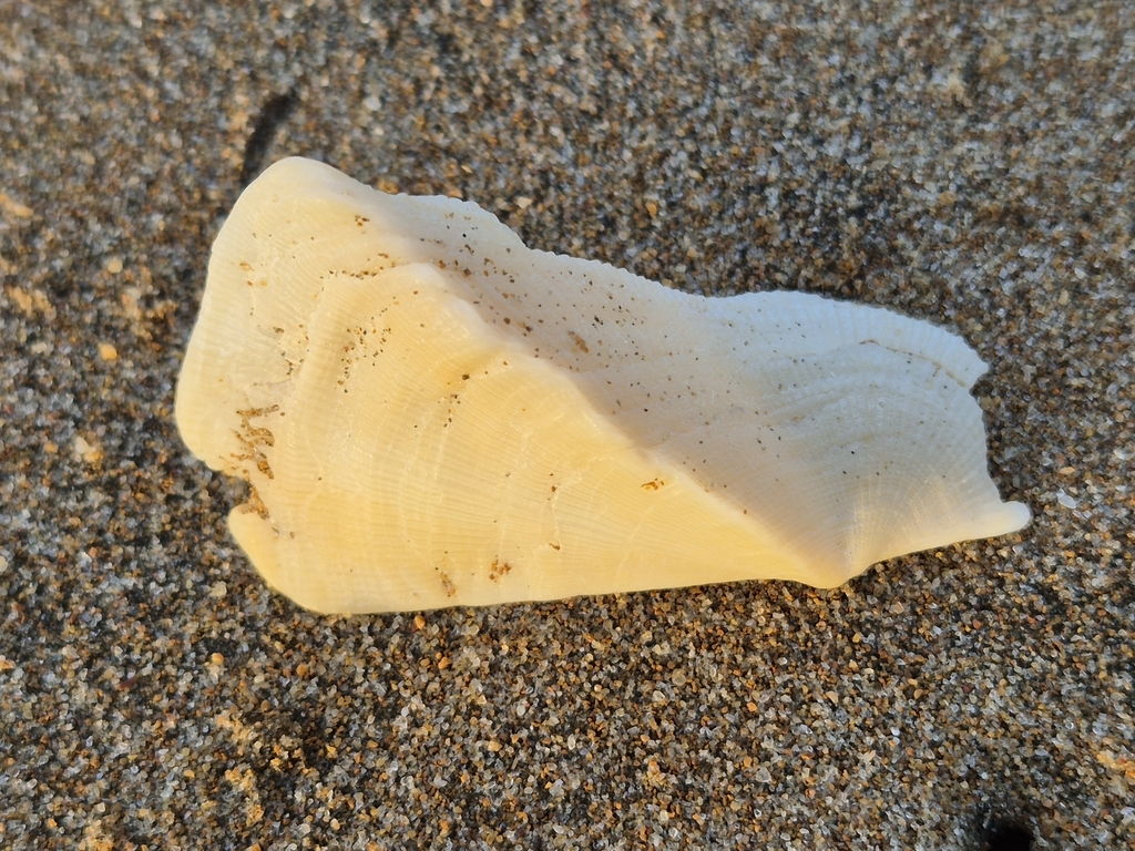 Propeller Ark from Magnetic Island, AU-QL, AU on May 5, 2025 at 05:26 ...