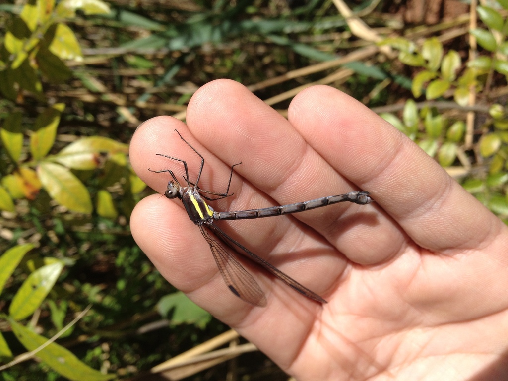 Great Spreadwing (Dragonflies and Damselflies of Alabama) · iNaturalist