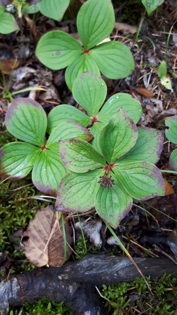 Canadian bunchberry from Falcon Beach, MB R0E 0N0, Canada on September ...