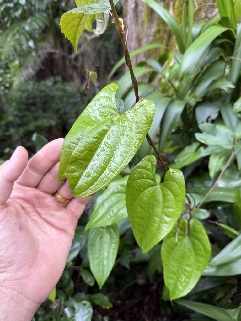 Common Yam Vine from Ravensbourne National Park, Ravensbourne, QLD, AU on May 5, 2025 at 01:14 ...